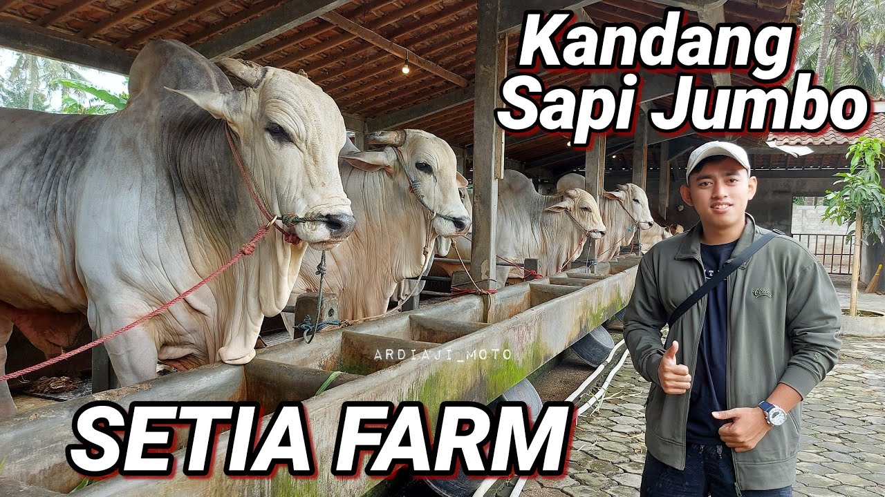 KANDANG BERKAH SETIA FARM | TEMPAT SAPI JUMBO YANG VIRALL...!!! - YouTube