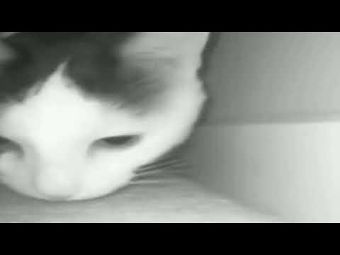 mrrp mrrp meow mrrp meow - YouTube