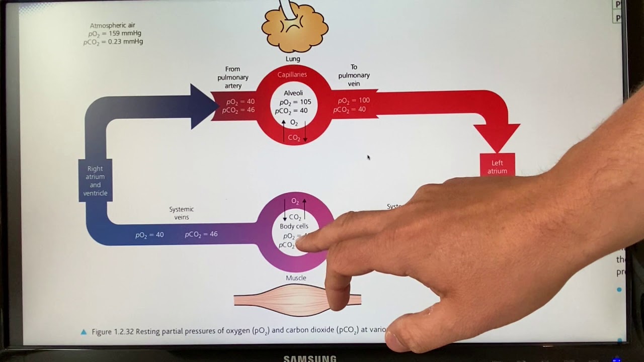 Partial Pressure & Diffusion Gradients - YouTube