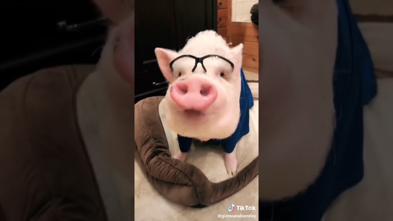 Funny Animal TikTok Compilation - YouTube