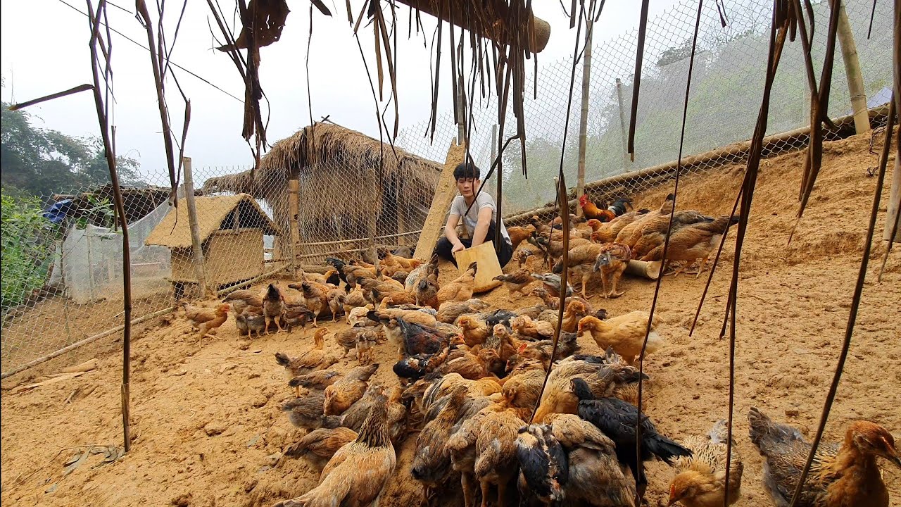 Set up a Chicken Farm in the Forest, Add 200 chickens, Building Life ...