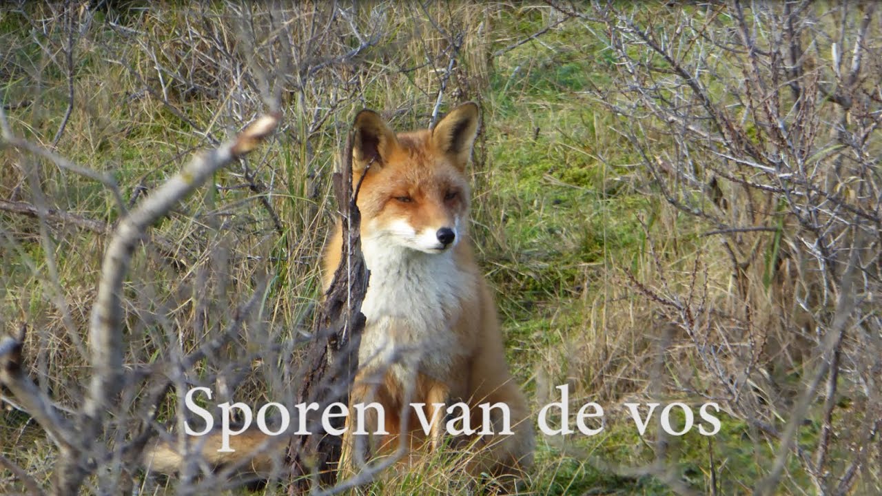 Sporen van de vos - YouTube