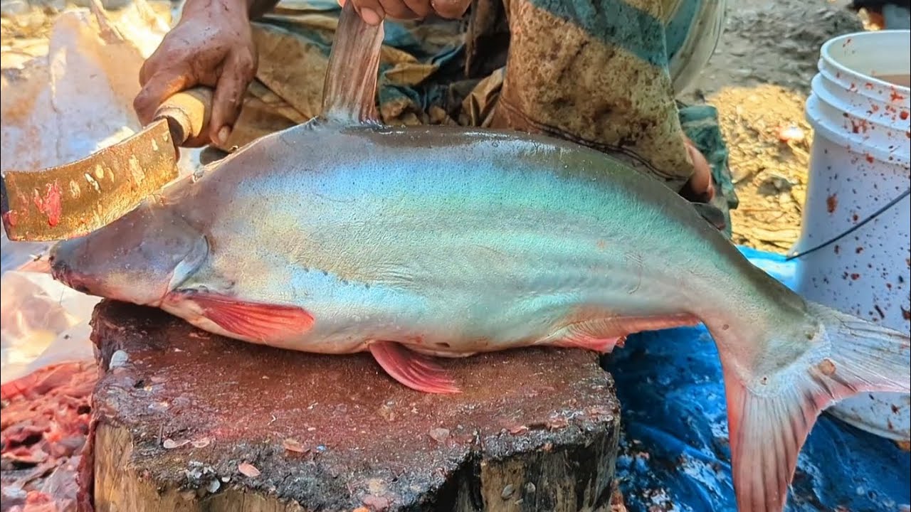 Incredible!! 😱 Delicious Giant Pangush Fish Cutting By Expert Fish ...