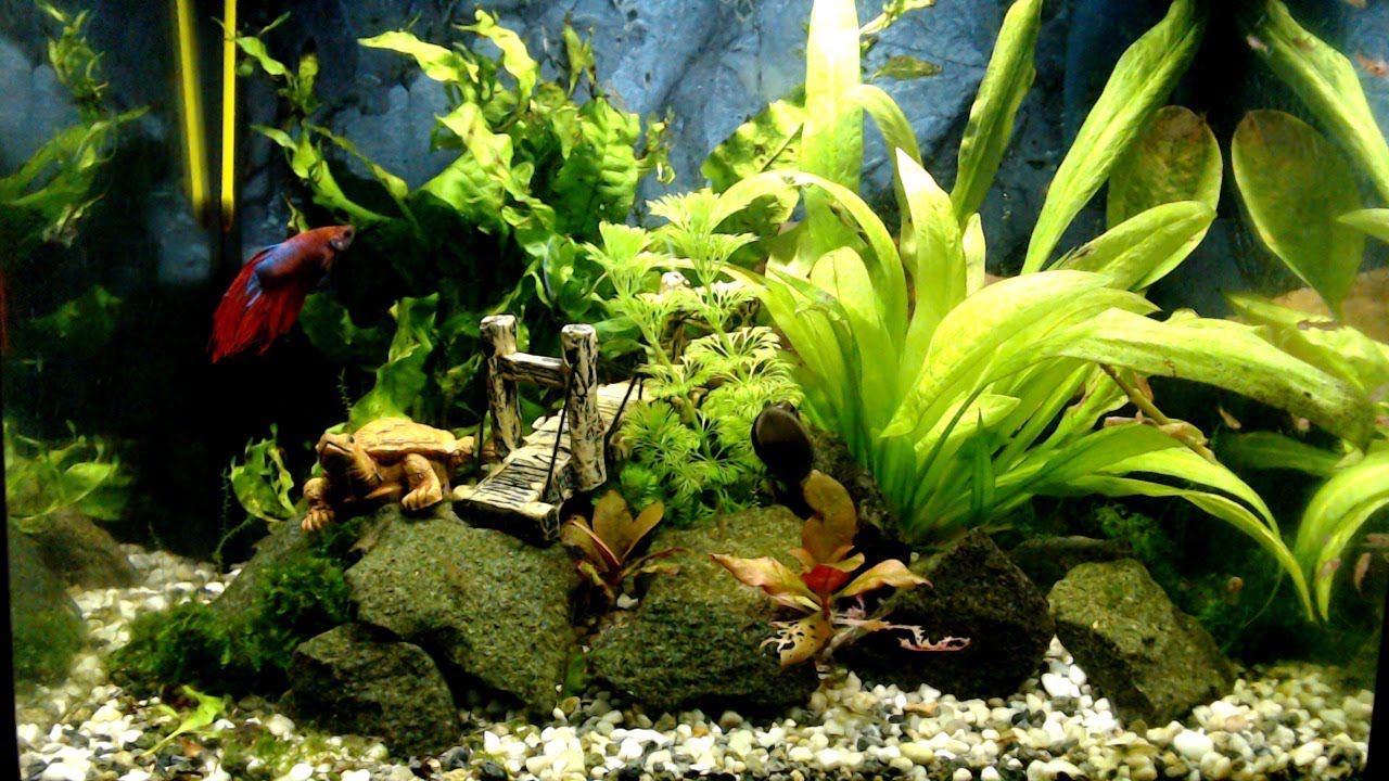 BettaWorld Live - Night 2 | Relax with My Betta & Aquatic Friends 🐠 ...