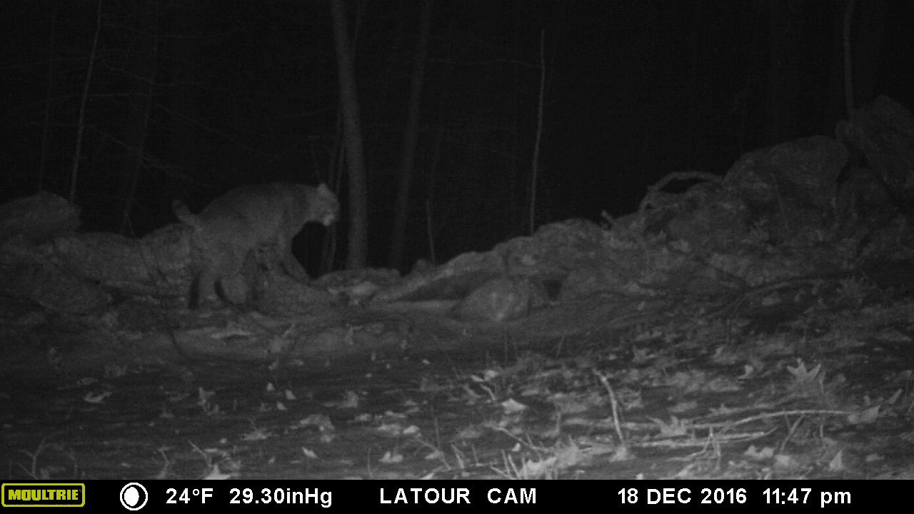 Bobcat on the trail cam in the snow - YouTube