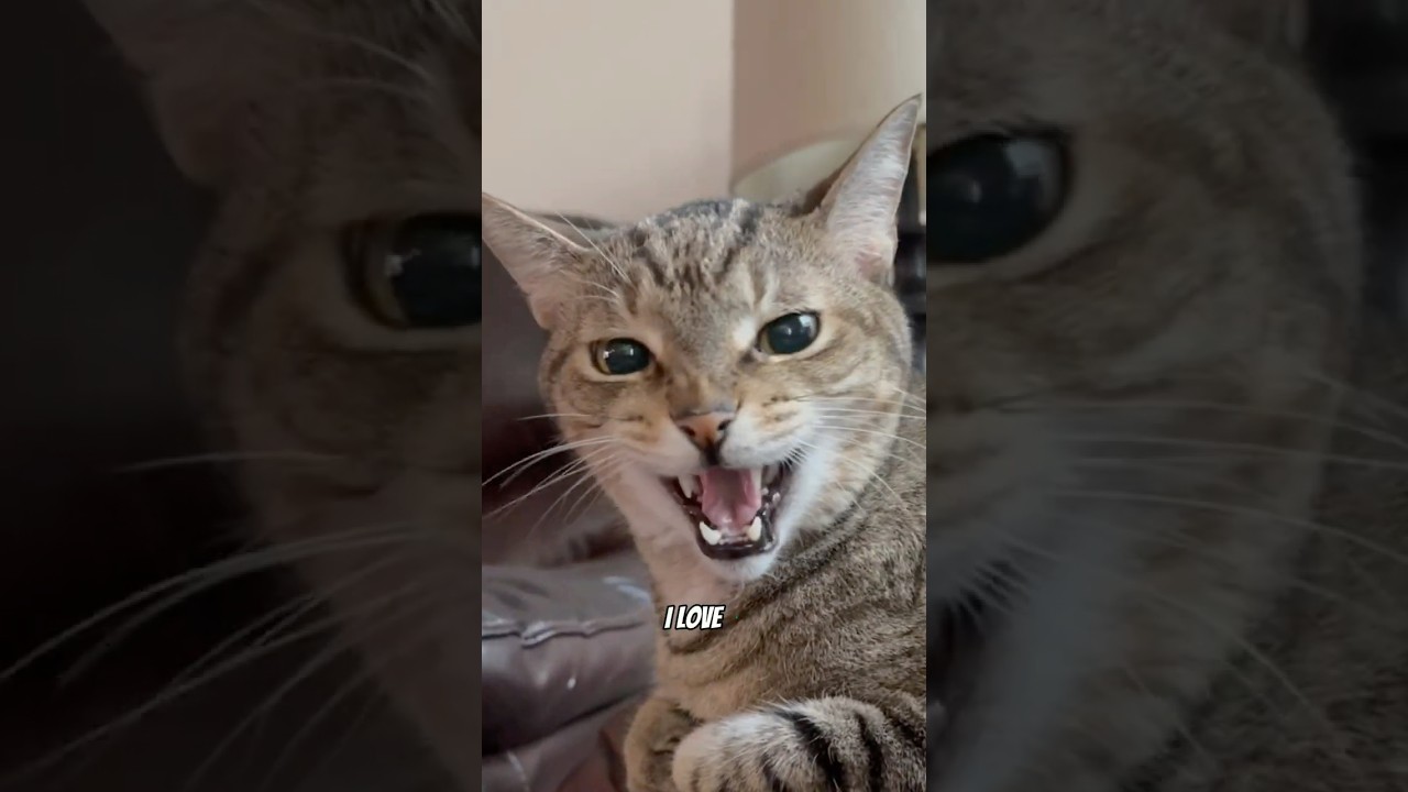 Mr.Snuggles is OVER TT #catlife #cat #cats #catsofyoutube #catlove # ...