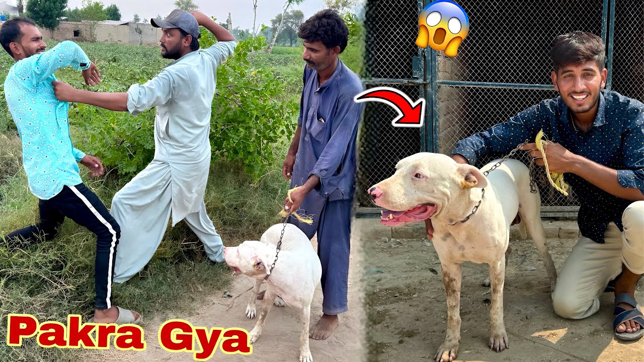 Talha Ghouri's Gabbar dog is stolen, Hamza the hunter is caught 😱 - YouTube