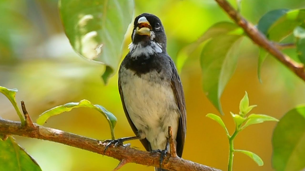 Coleiro cantando e encantando na natureza um verdadeiro show !!! - YouTube