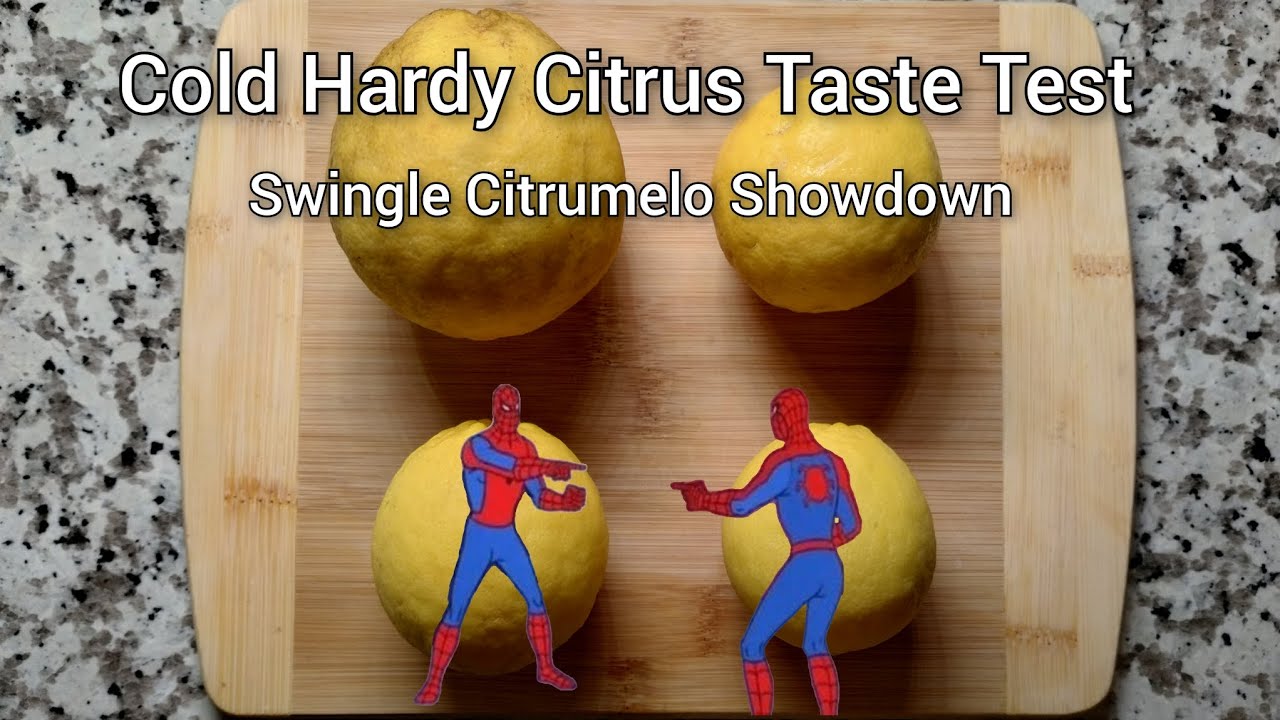 Cold Hardy Citrus Taste Test - 4 Different Strains of Swingle Citrumelo ...