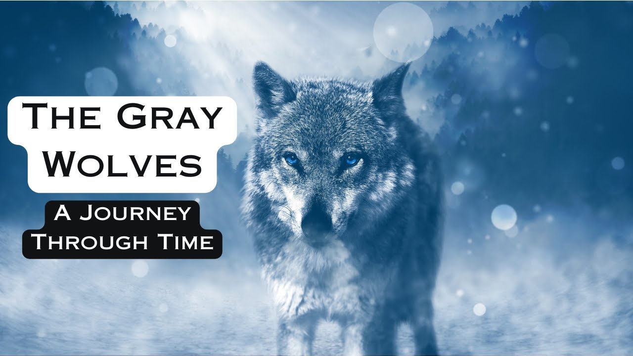 The Gray Wolves: A Journey Through Time #EP.24 #graywolves #wolves #wildlife #documentary # ...