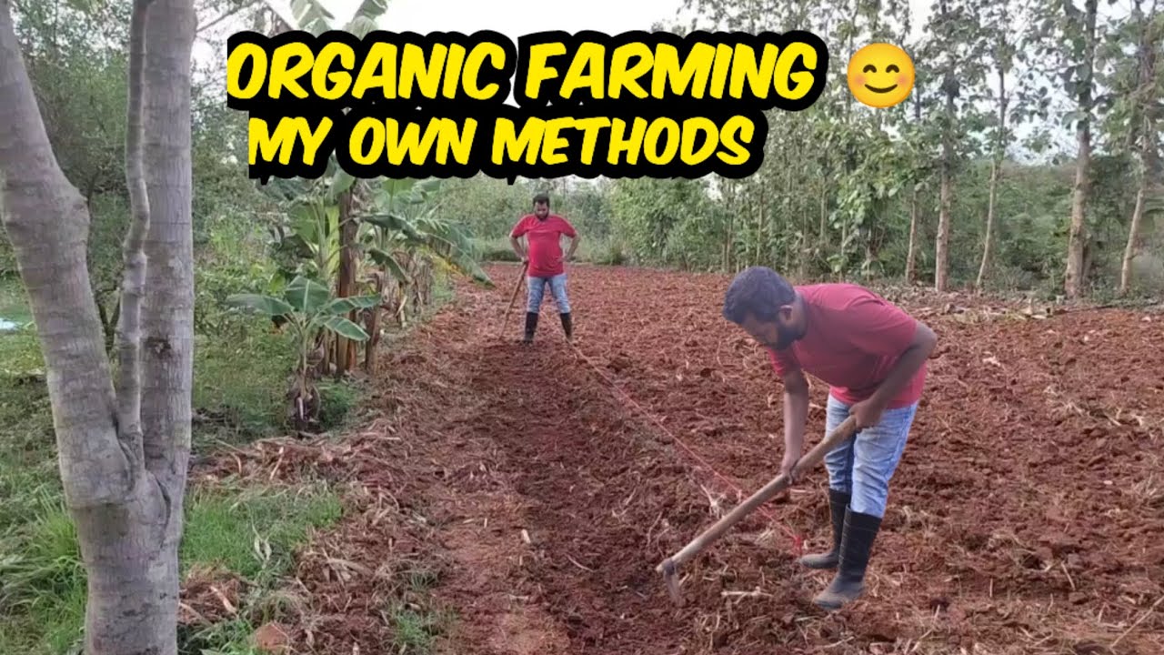 organic farming in my own method 😀 | life on a farm | day in my life ...