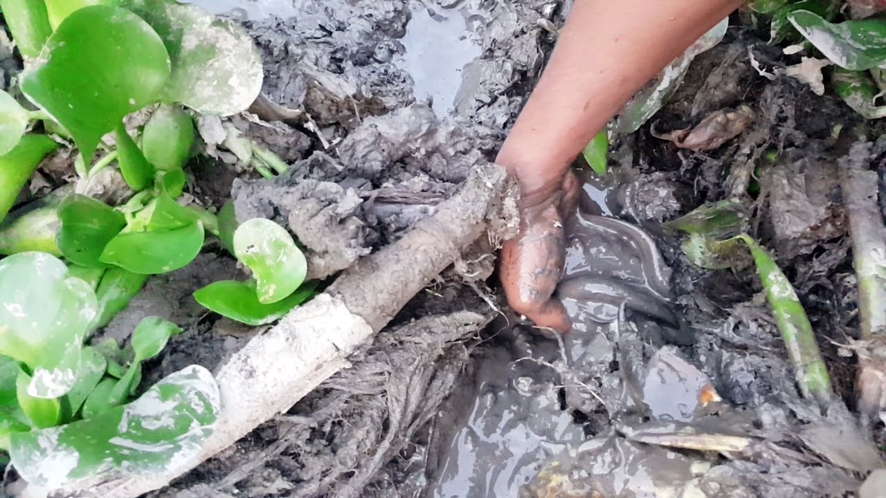 Primitive Fish Catching After Dry Season | Unbelievable Fishing! - YouTube