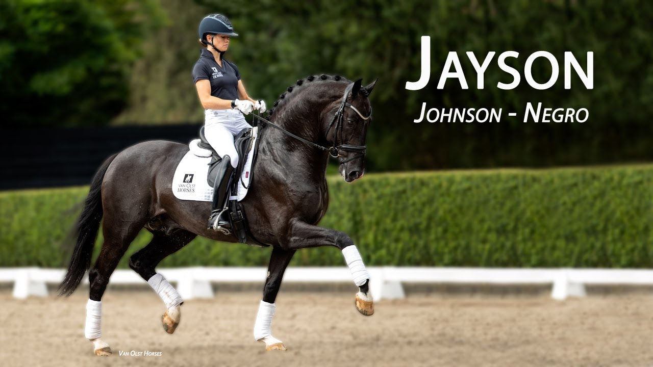 Jayson (Johnson - Negro) Dutch Warmblood Stallion - YouTube