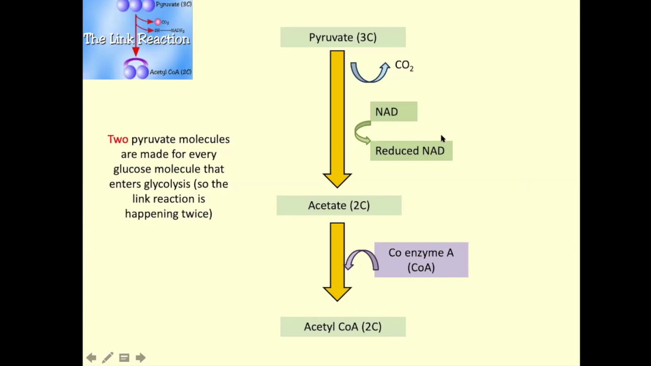 The Link Reaction and Krebbs Cycle - YouTube