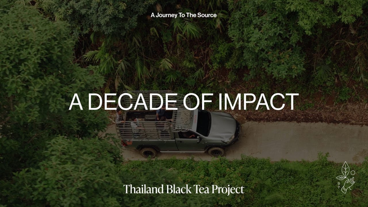Journey to the Source of Rishi's Black Tea: Thailand Black Tea Project ...