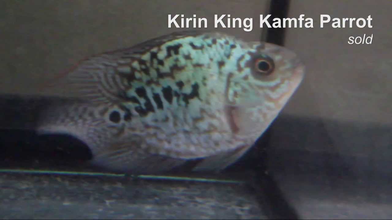 kirin king kamfa parrot cichlid - YouTube
