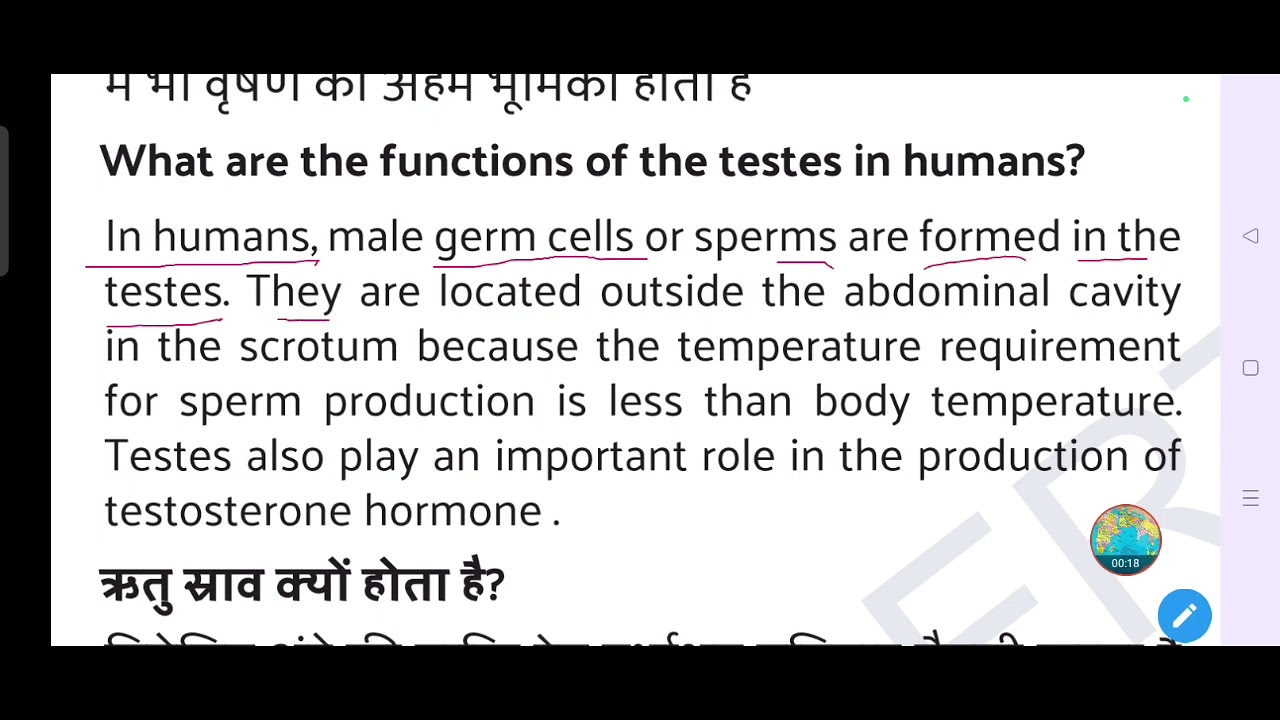 What are the functions of the testes in humans? - YouTube