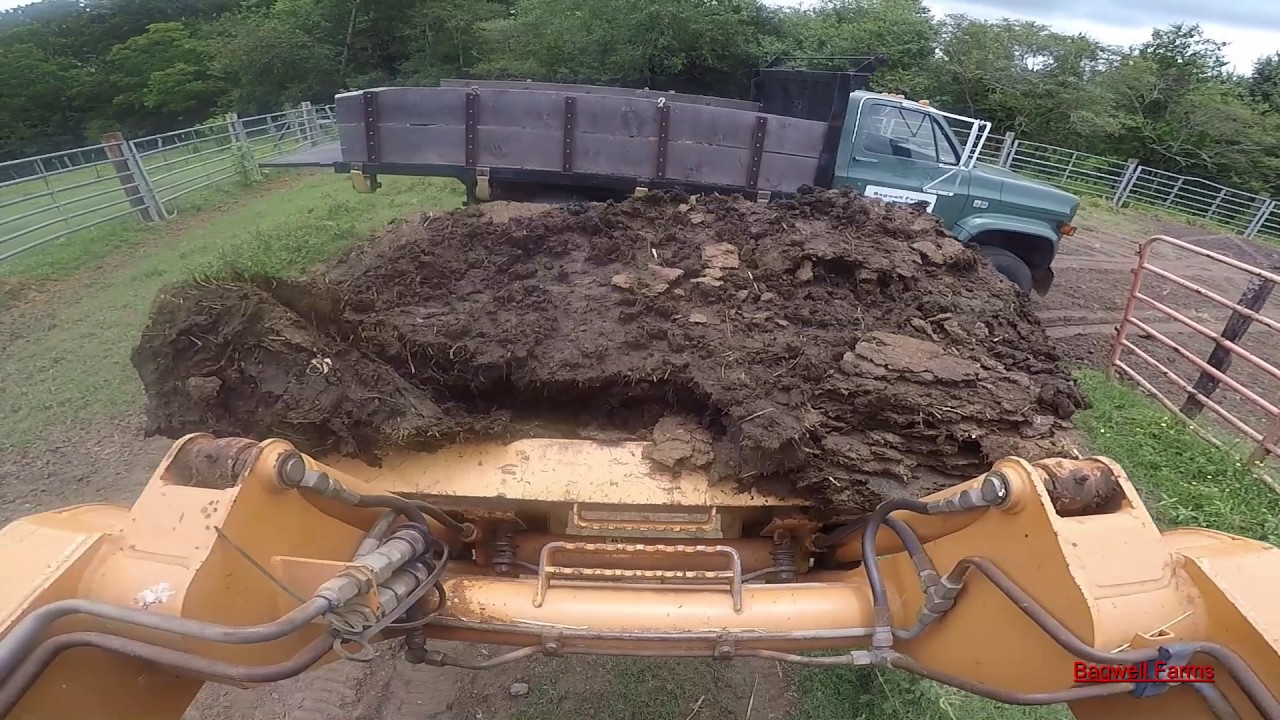 Cleaning out the cattle barn with dad - YouTube