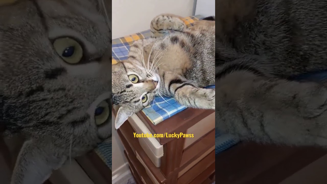 meow, meow, meowwww - YouTube