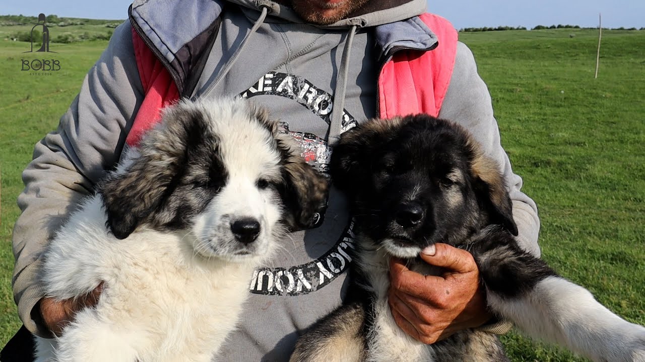 La stâna fraților Făgăraș din comuna Dumitrița - BN | Câine ciobănesc ...