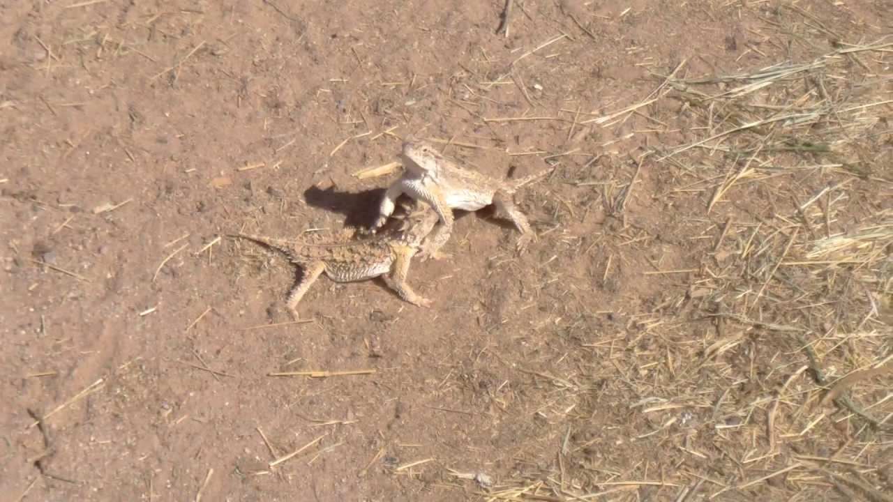 2 Horned Toads Fighting - YouTube