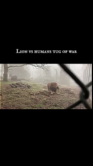 lion vs human tug of war#green4544 #catsfamily lion vs human tug of war ...