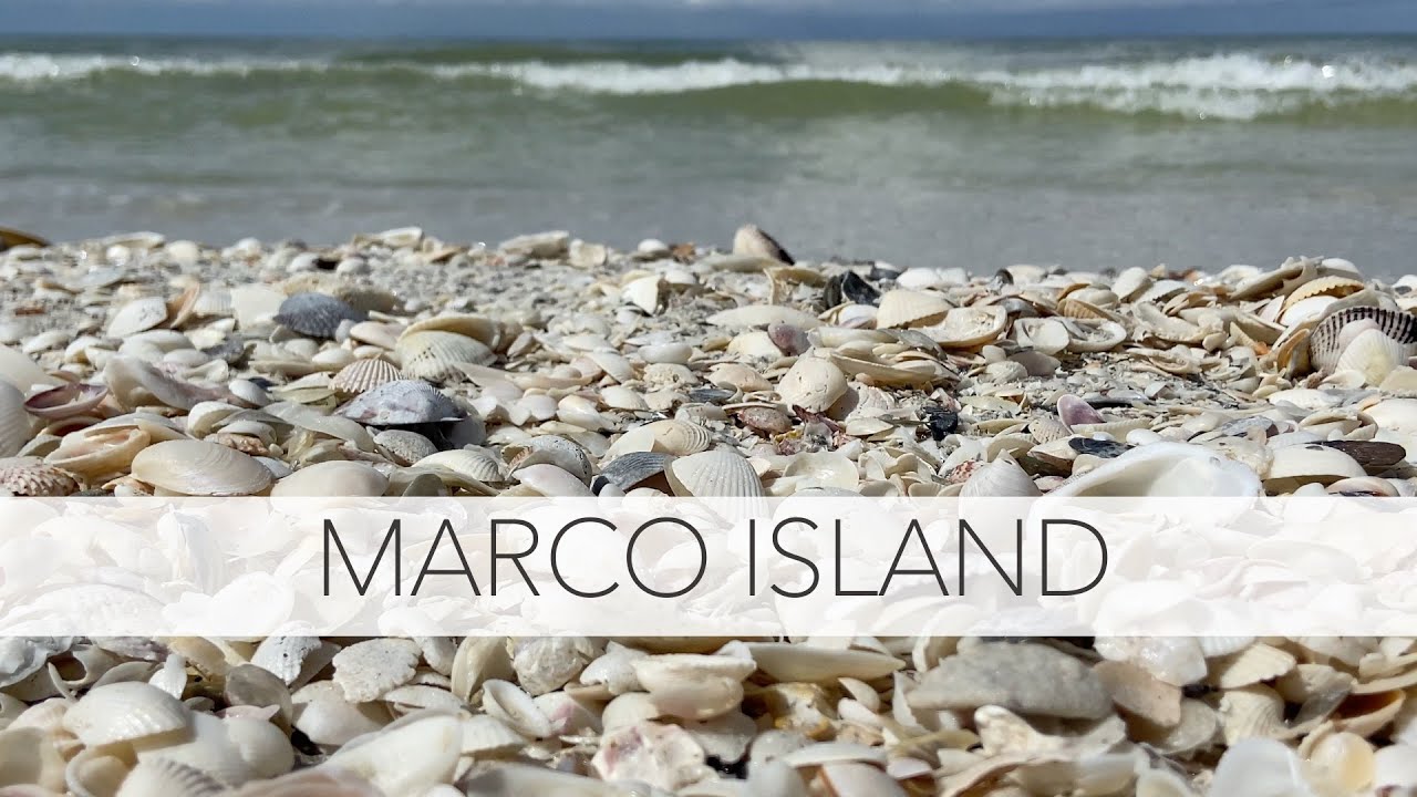 Florida virtual shelling. Marco Island beachcombing and shell ...