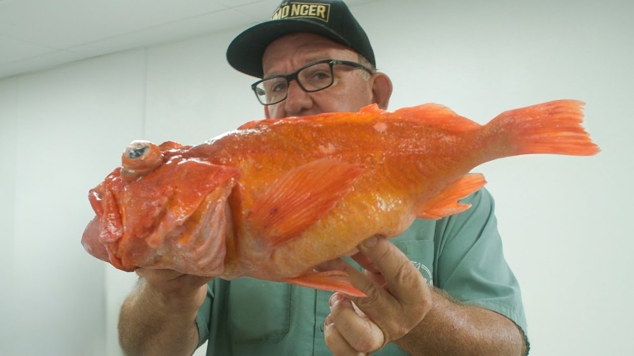 This Fish Creates Jobs - YouTube