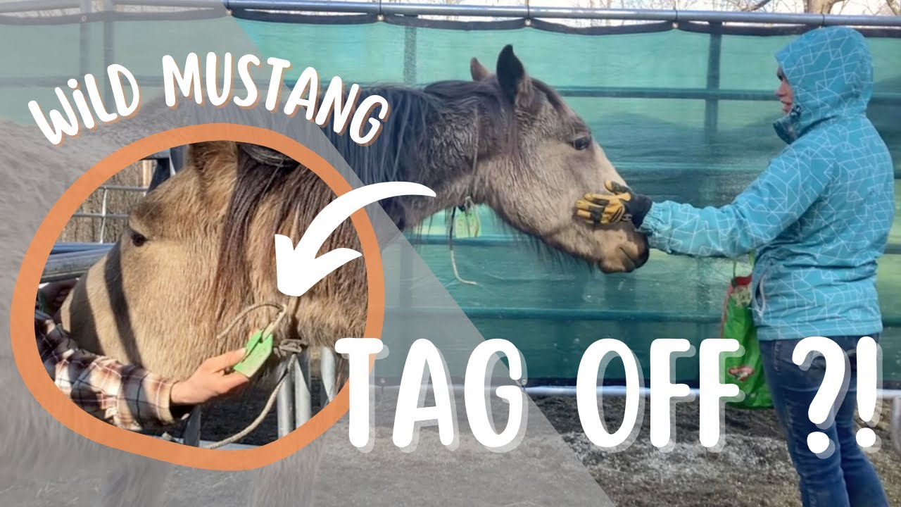 Wild mustang training update || I got the neck tag ?! - YouTube