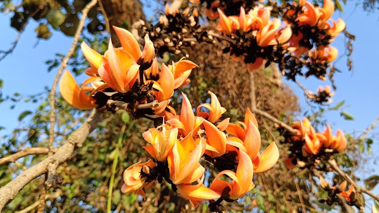 পলাশতলাতে পলাশ ফুল , বাঁকুড়া palash ful, palash tola, Bankura - YouTube