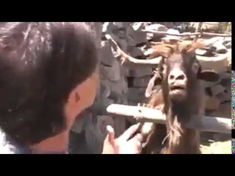 Man vs Spitting Goat - YouTube