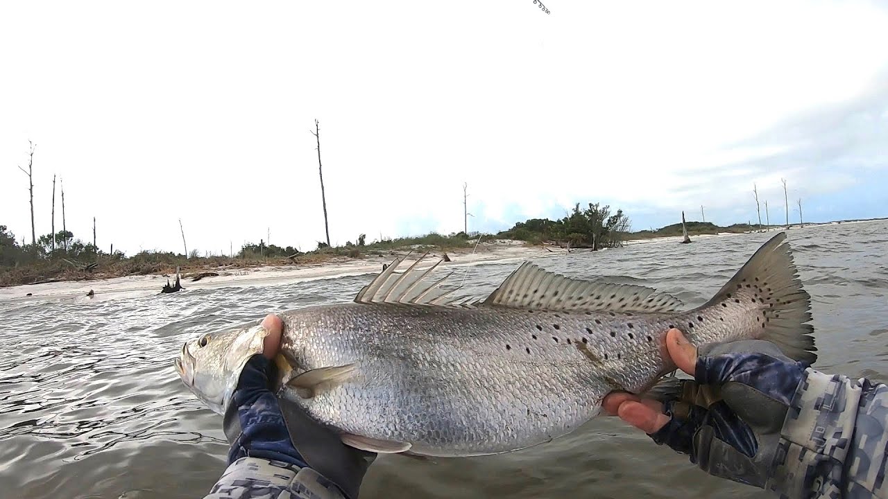 Epic Day of Several 20” Plus Speckled Trout (Wade Fishing Mississippi ...