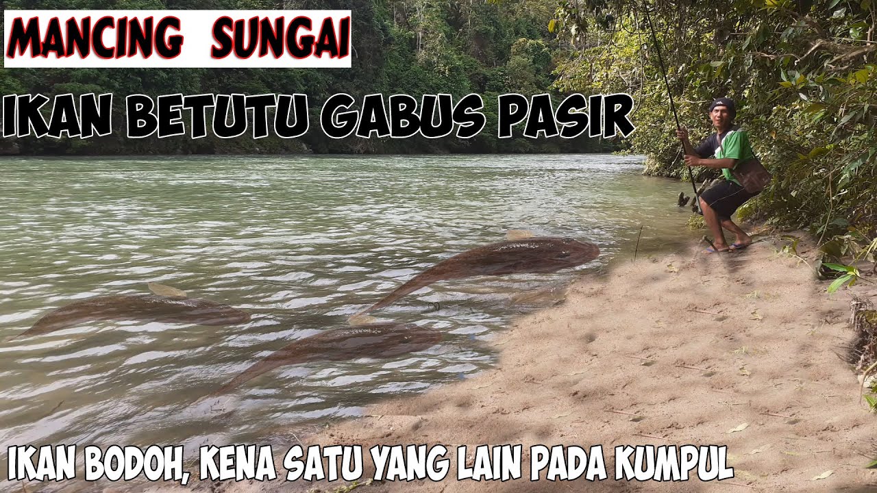 MANCING IKAN GABUS PASIR DI SUNGAI | IKAN BOBOSO | IKAN BETUTU - YouTube