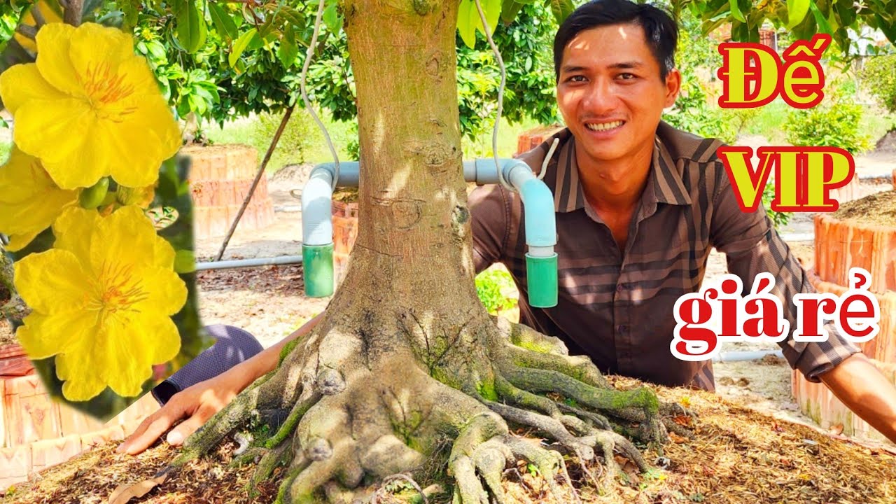 A Tâm 0944156156 Mai vàng thành phẩm đế Vip 24h chơi Tết v Vú sữa tím ...