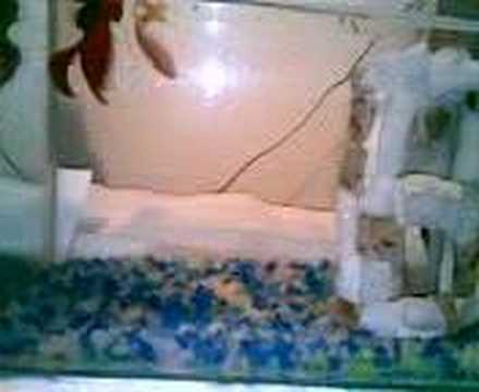 peixe betta acasalando-início - YouTube