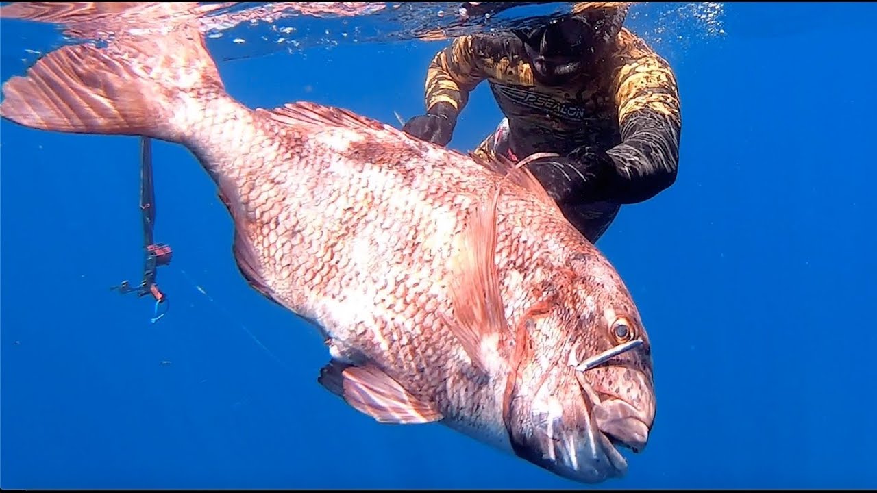 Spearfishing Deep Gran Canaria -Pagre Bossu - Sama Roquera - YouTube