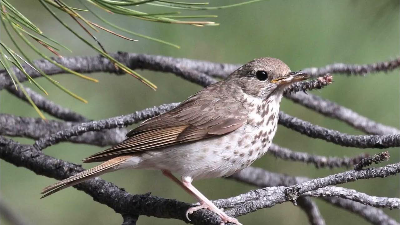 Hermit Thrush Song Slowed Down Video-Sounds of Nature for Peace Sleep ...