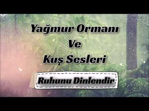 Ruhunu Dinlendir- Yağmur Ormanı ve Kuş Sesleri