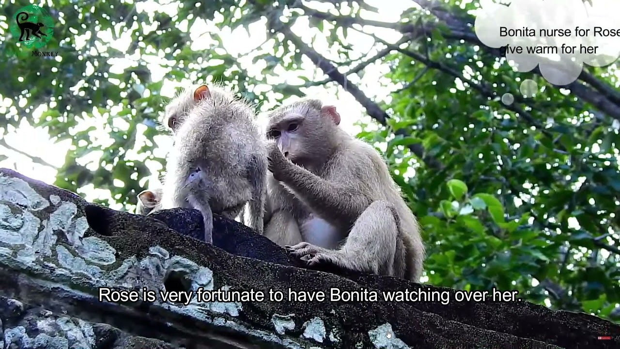 Rose the monkey has grown up - YouTube