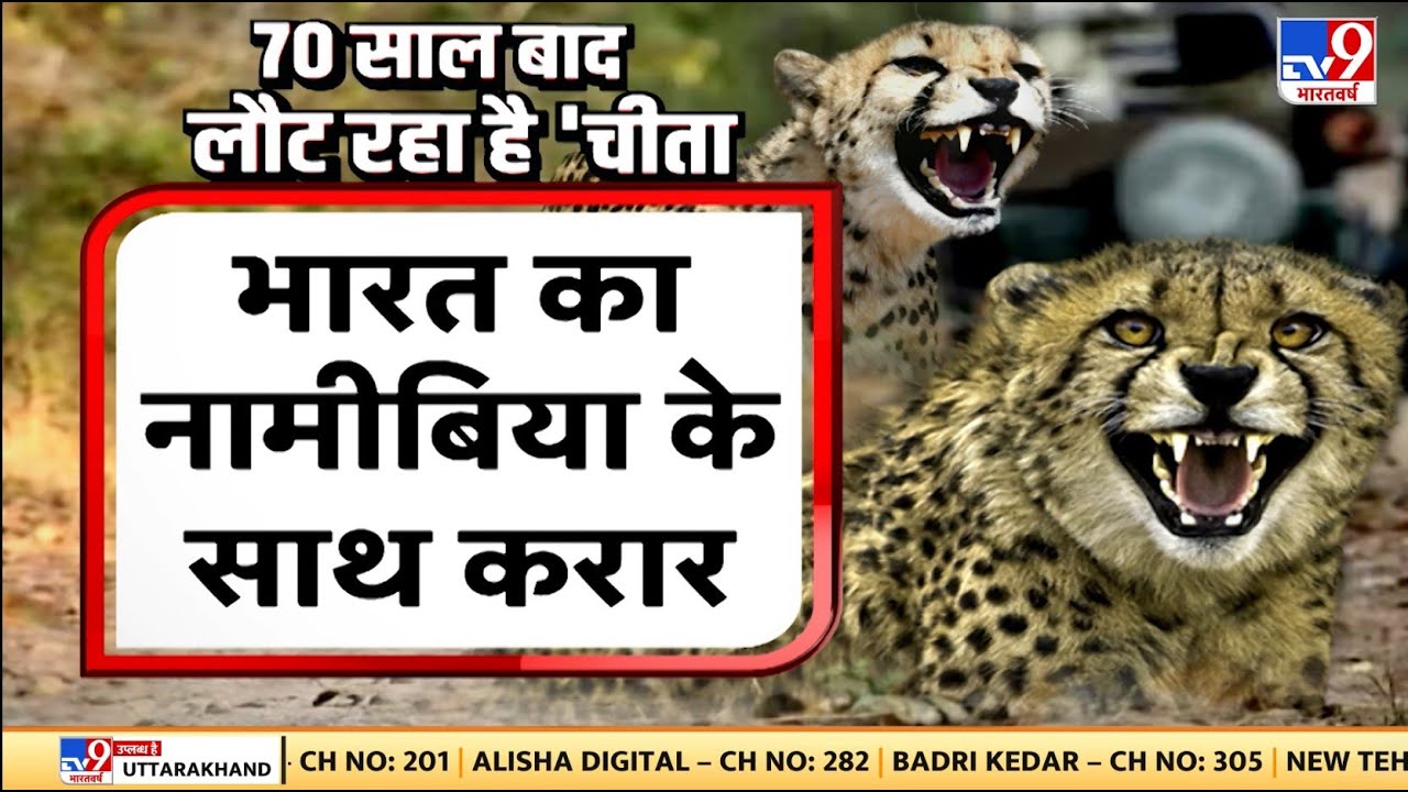 70 Years बाद India लौटेगा 'चीता' | Namibia | Extinct Animal - YouTube