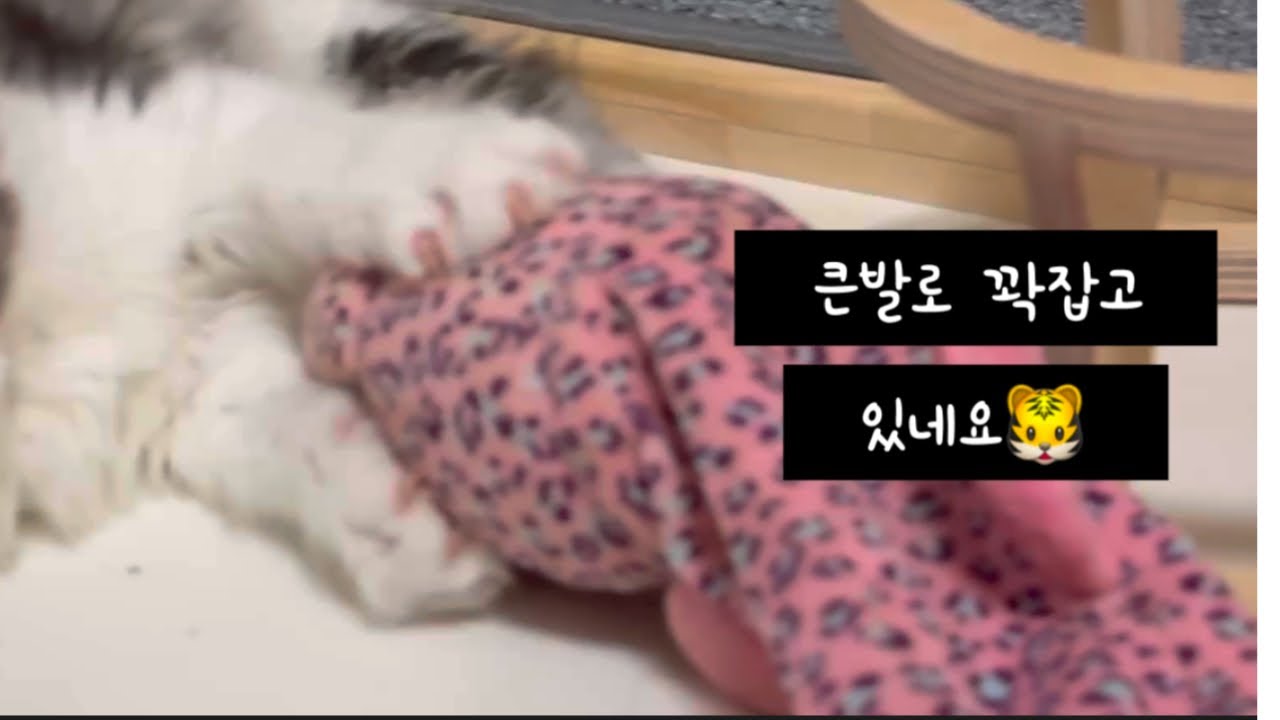 외동 아기 고양이랑 놀아주기| Playing with an only cat #개냥이 #cat #catlover #귀여운고양이 #kitten #cute #고양이 #고양이일상 ...