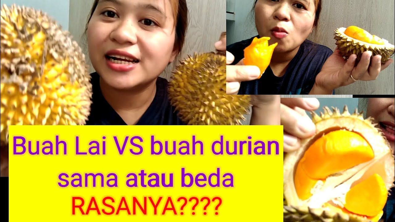 Review buah lay/lai vs durian ,apakah sama rasanya?? - YouTube