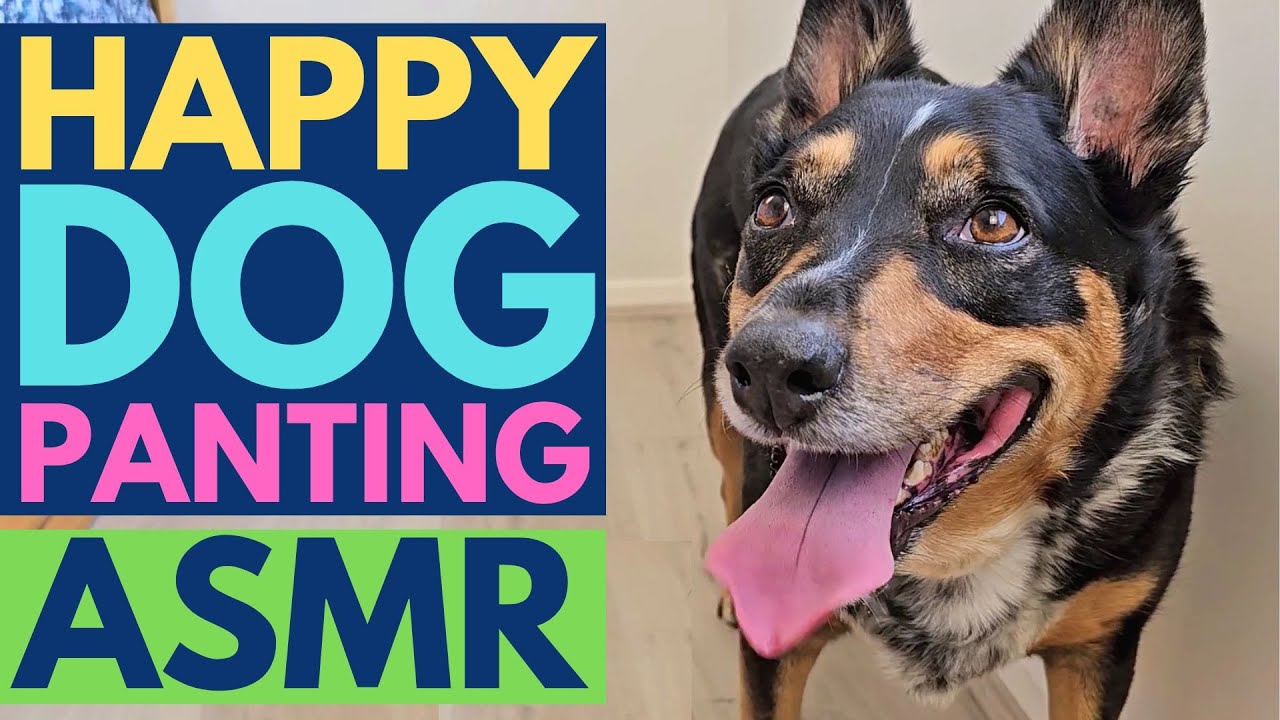 ASMR dog panting noise | Happy dog panting noises | ASMR puppy dog ...