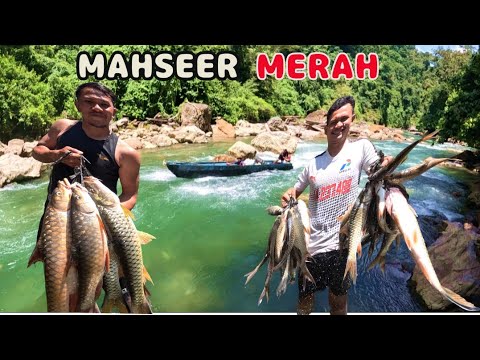 Masuk ke Pedalaman Hutan Lauser Aceh. kami mudik ke Hulu Sungai untuk mencari spot ikan mahseer