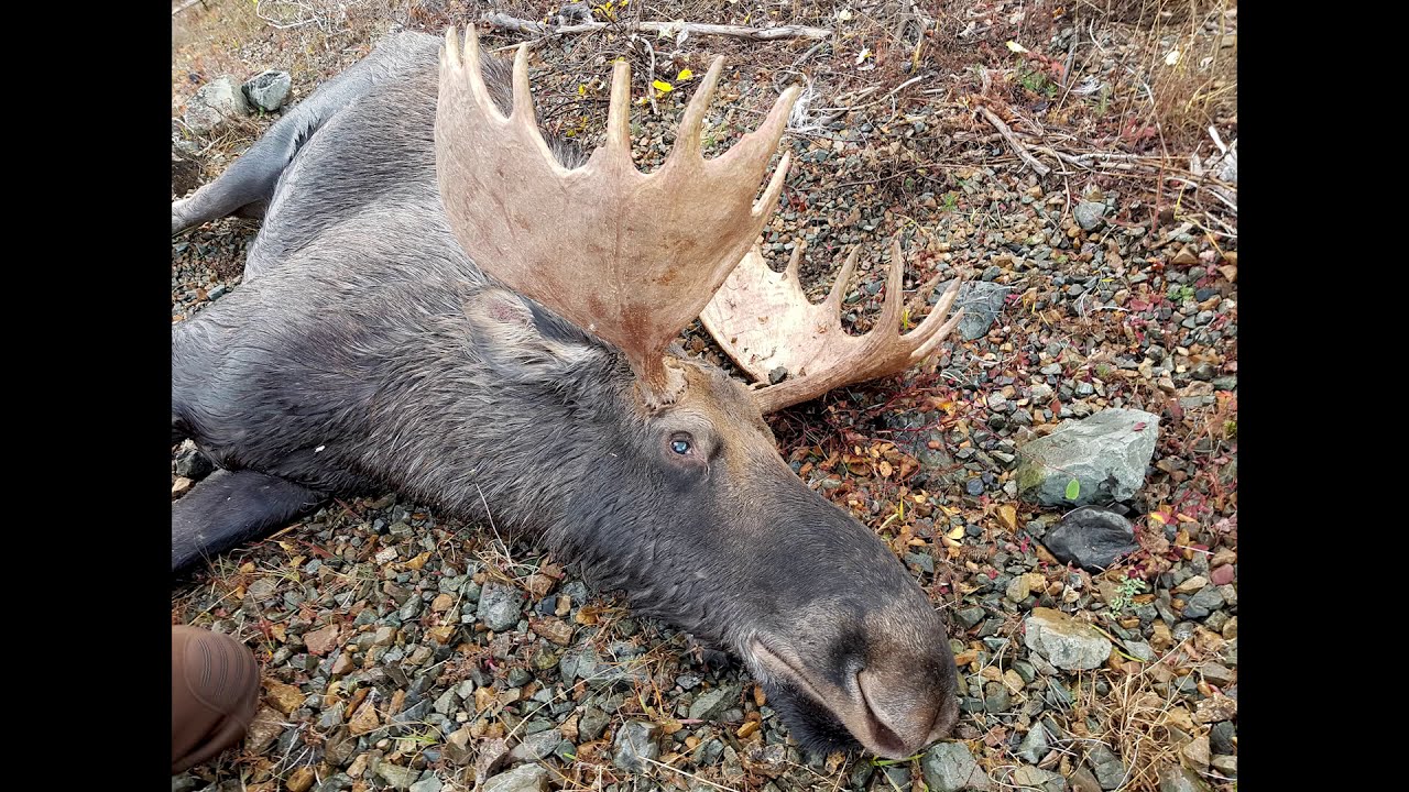 Cutting Moose In The Kitchen Time Lapse - YouTube