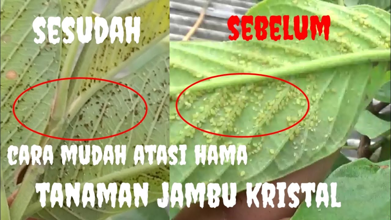 cara mudah mengatasi hama pada tanaman jambu kristal - YouTube