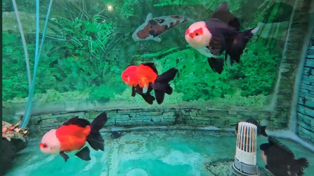 Poltangan Goldfish - YouTube