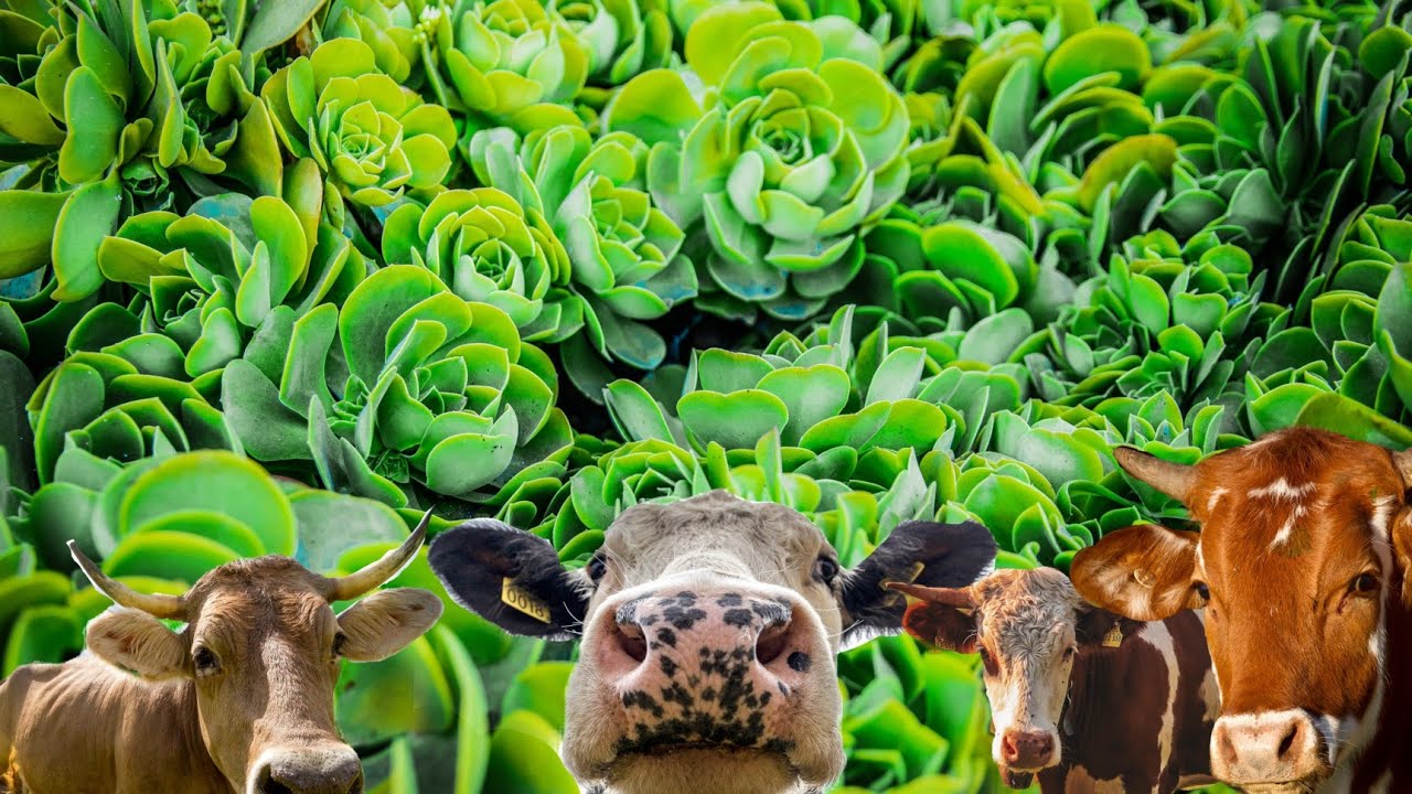 Cow Sounds - Learn About Cows - Farm Animal Sounds - YouTube