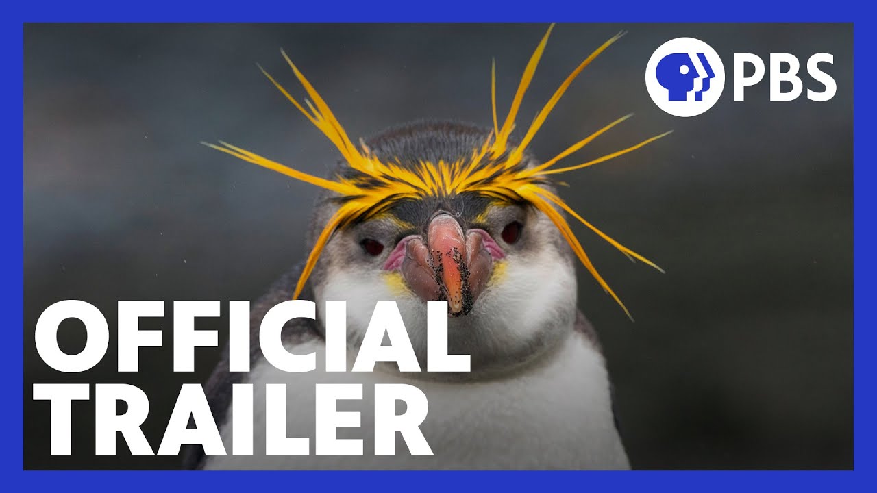 Penguins: Meet the Family | Official Trailer | NATURE | PBS - YouTube
