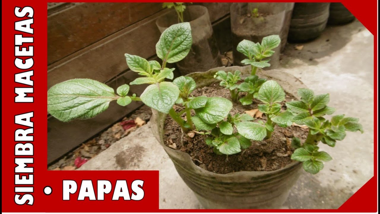 COMO SEMBRAR PAPAS EN MACETAS: CRECIMIENTO Y DESARROLLO DE PLANTAS ...